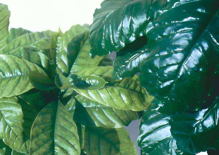 Beneficios - Zonas Tropicales - Sulfato de Amonio Sulf-N™ de AdvanSix ...